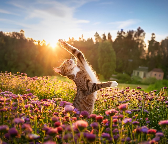 Gato Nascer Do Sol Animais - Imagens grátis no Pixabay