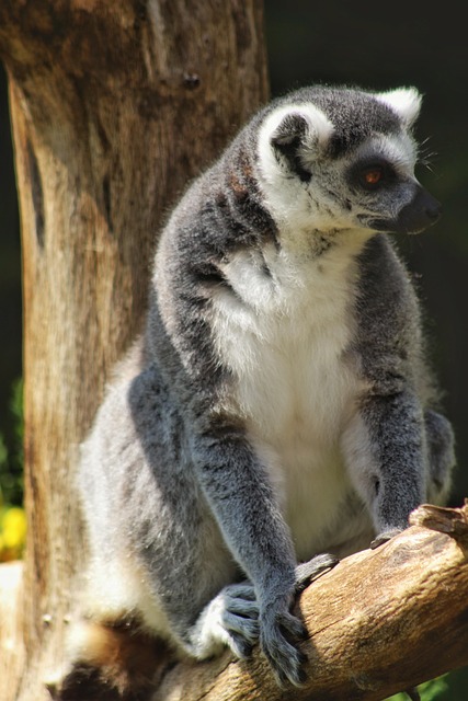 Animal Lemur Mamifer - Fotografie gratuită pe Pixabay