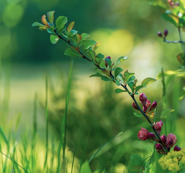 Letônia Garciems Primavera - Foto gratuita no Pixabay - Pixabay