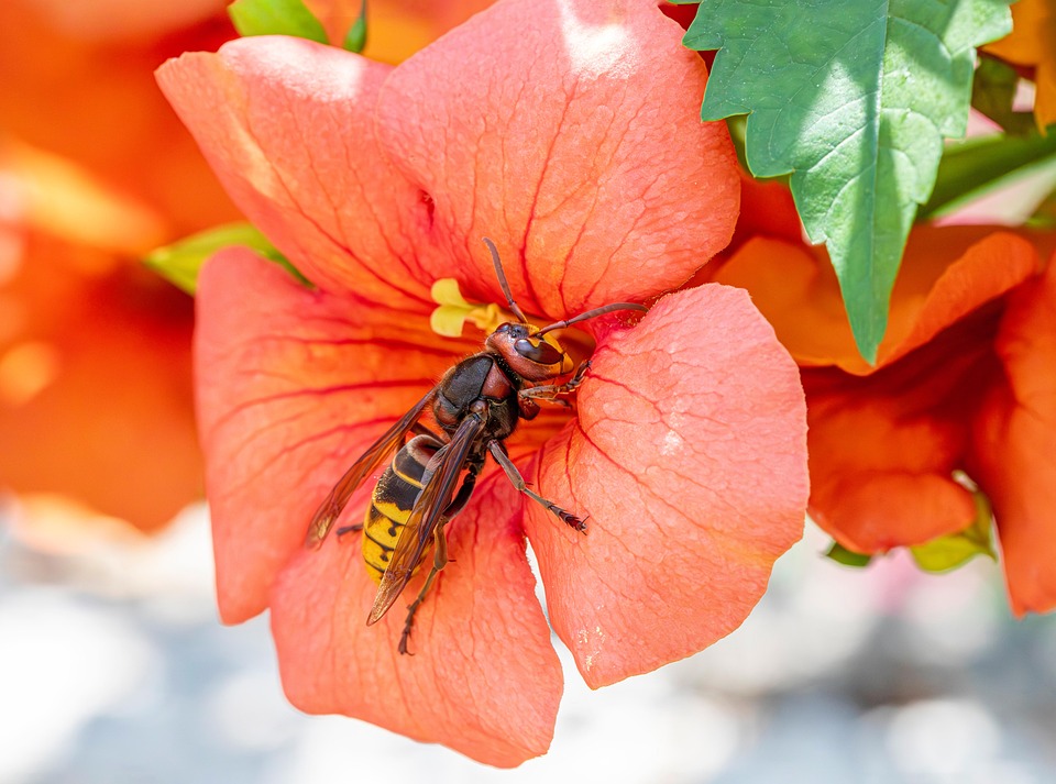 European Hornet - Free photo on Pixabay - Pixabay