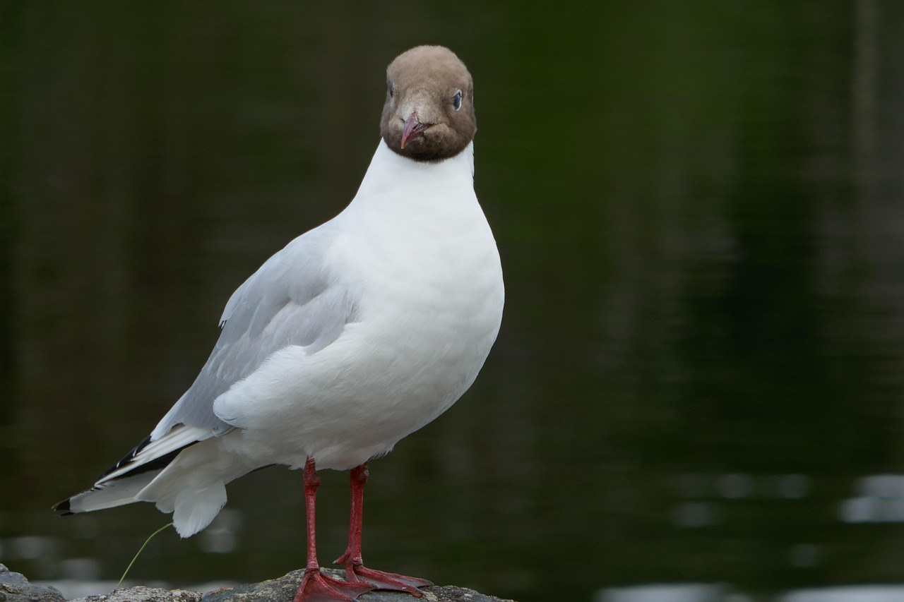 Pájaro Larus Melanocephalus - Foto gratis en Pixabay - Pixabay