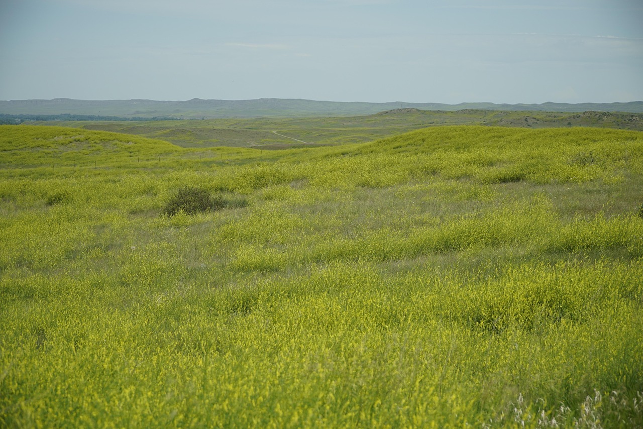 Prairie Paysage Floraison - Photo gratuite sur Pixabay