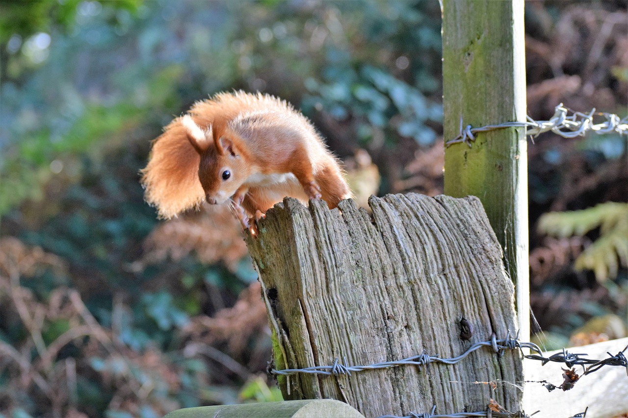 Animal Red Squirrel Nature - Free photo on Pixabay