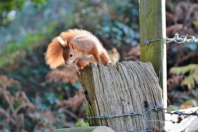 Animal Red Squirrel Nature - Free photo on Pixabay