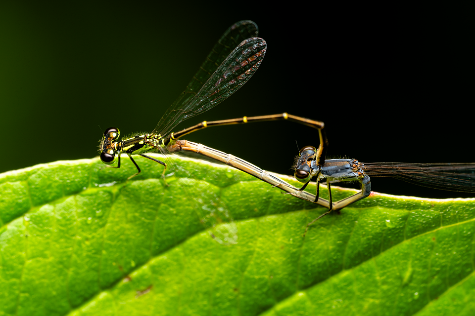 Download Damselflies, Insects, Mating. Royalty-Free Stock Illustration ...