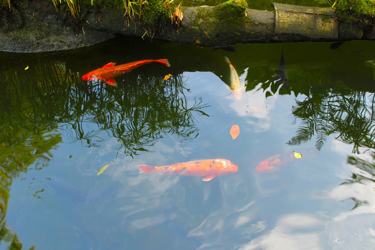 Peixe Natureza Animal Embaixo Da - Foto gratuita no Pixabay - Pixabay