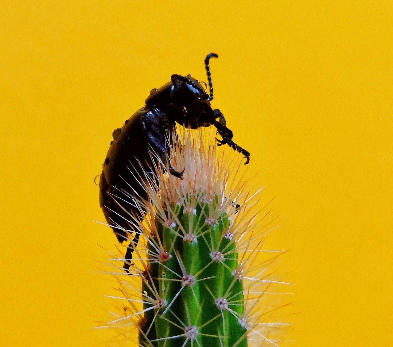 Insect Beetle Nature - Free photo on Pixabay
