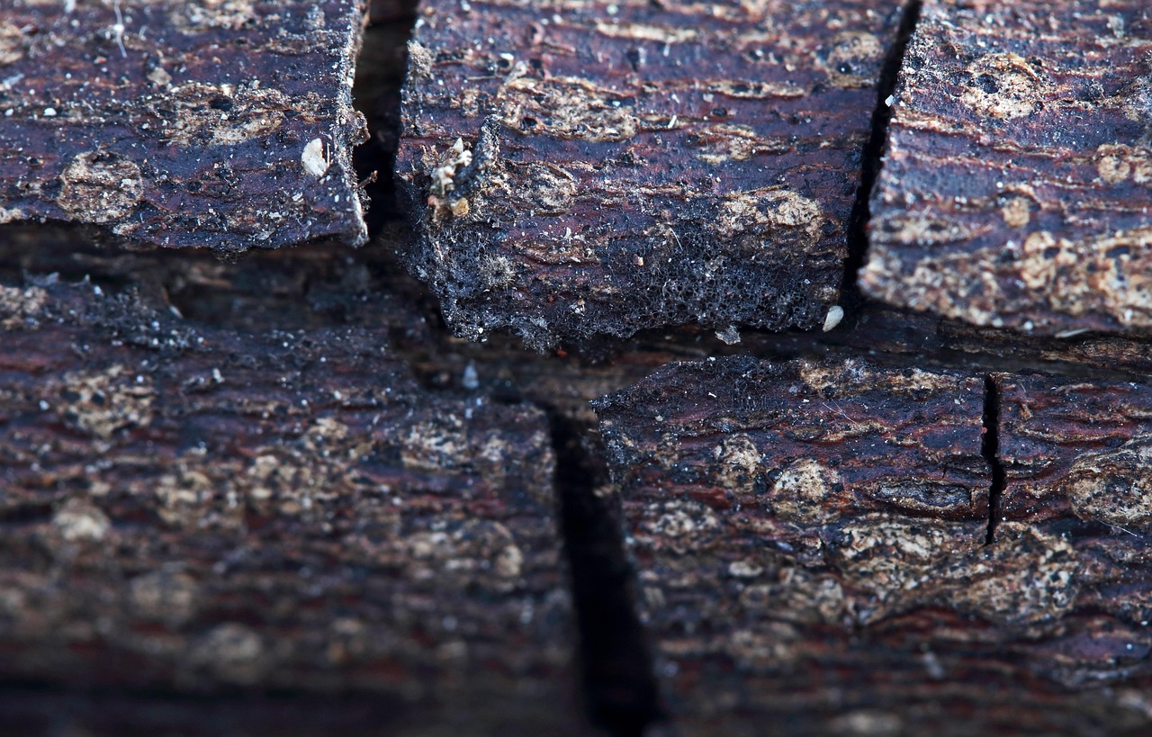 Bark Cracked Peeling - Free photo on Pixabay