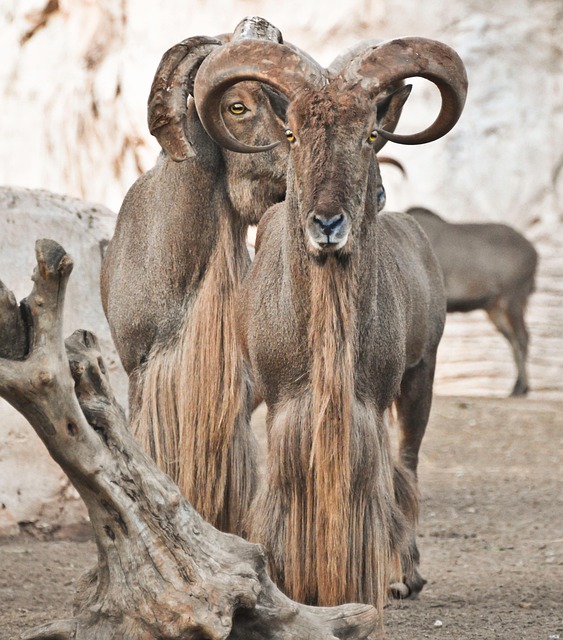Muflão Ram Animal - Foto gratuita no Pixabay