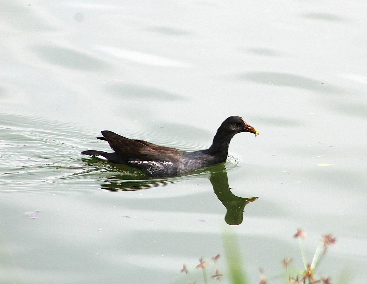 Duck Nature Bird - Free photo on Pixabay - Pixabay