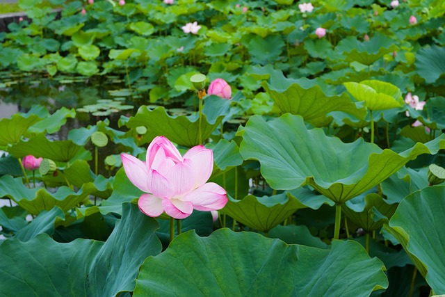 Teratai Bunga-Bunga Kolam - Foto gratis di Pixabay