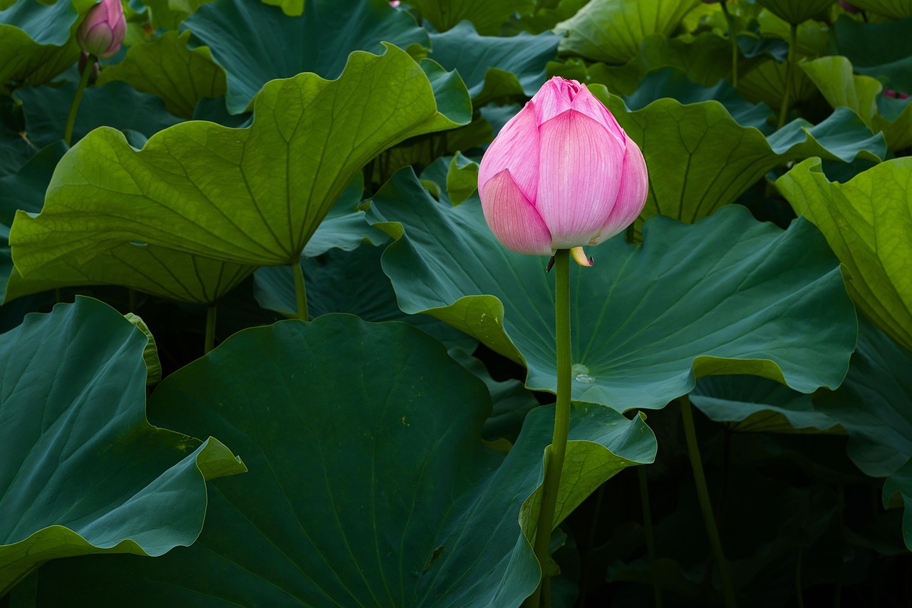 Bunga Teratai Alam Daun-Daun Musim - Foto gratis di Pixabay