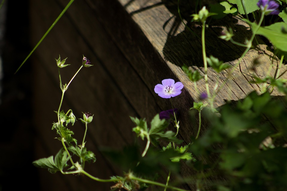 Baby Blue Plant Nature - Free photo on Pixabay
