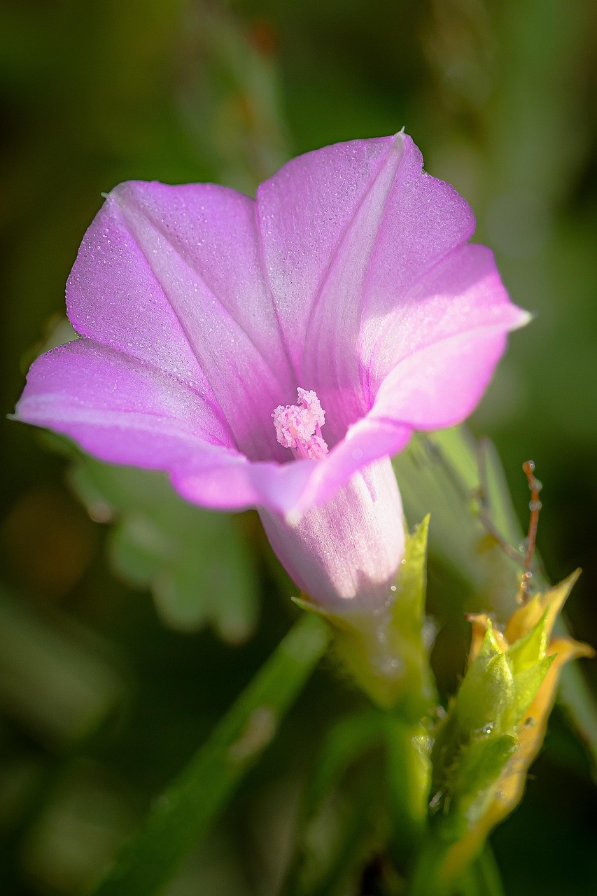 Fleur Bloom Rose - Photo gratuite sur Pixabay - Pixabay