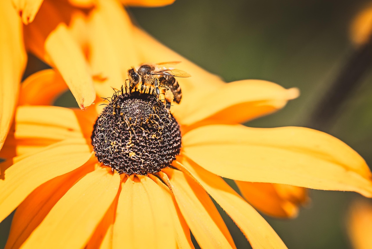 Flower Blossom Bloom - Free photo on Pixabay - Pixabay