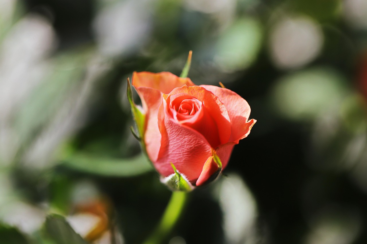 Flower Rose Petals - Free photo on Pixabay - Pixabay