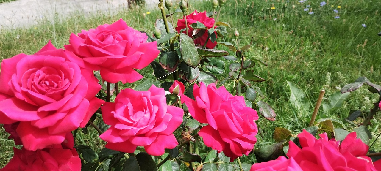 Des Roses Flore Nature - Photo gratuite sur Pixabay