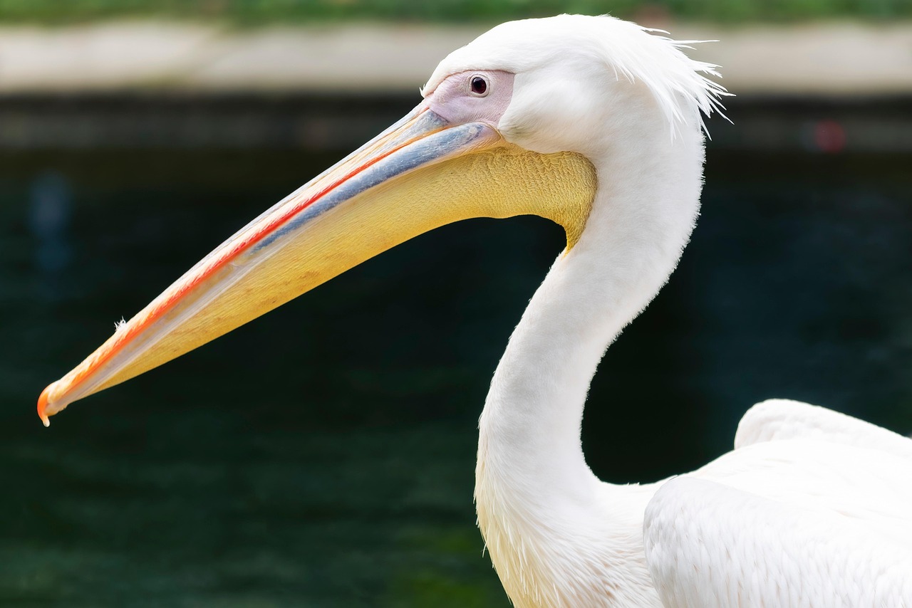 Bird Pelican Beak - Free photo on Pixabay - Pixabay