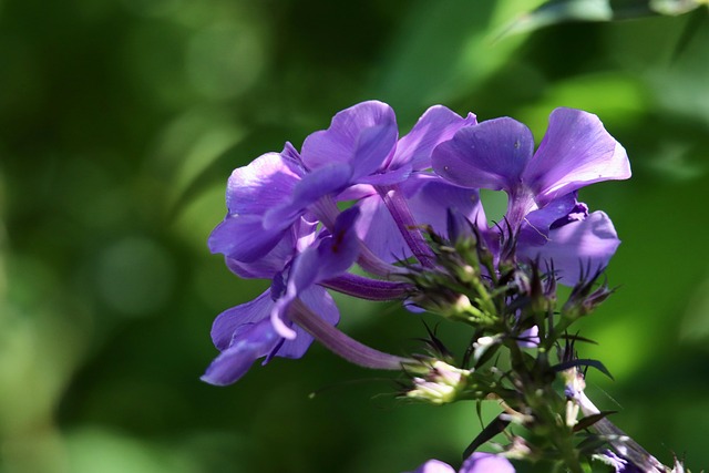 Phlox Flowers Plant Purple - Free photo on Pixabay - Pixabay