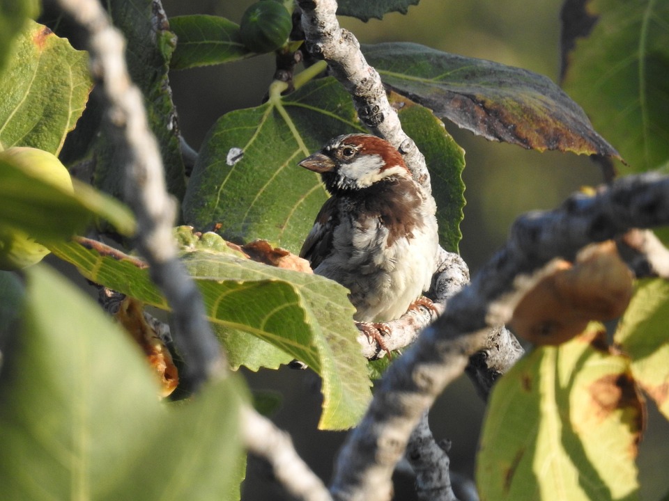 Mus Vogel Pássaro - Foto gratuita no Pixabay - Pixabay