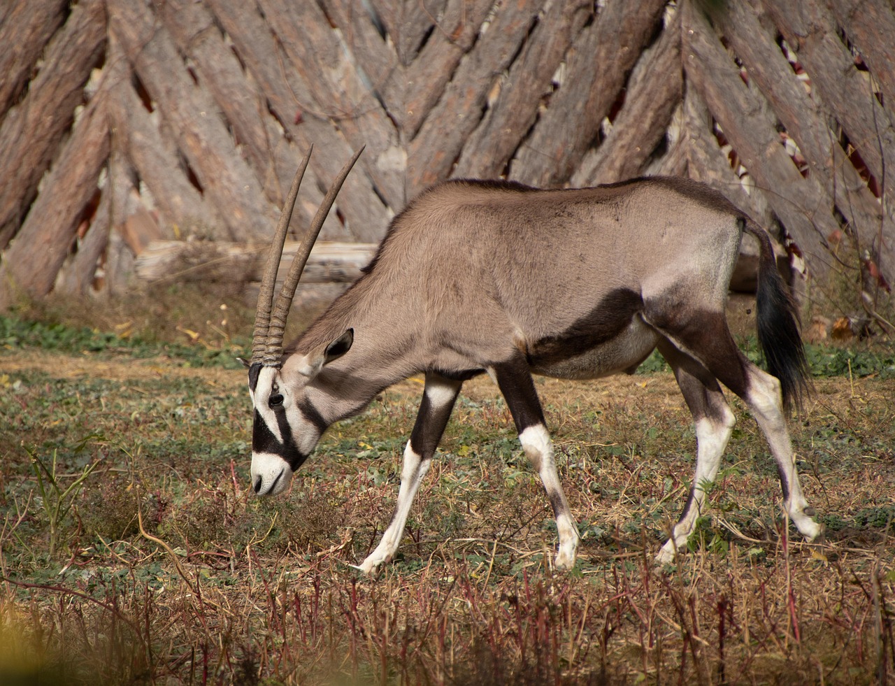 20+ Free Gemsbok & Oryx Images - Pixabay