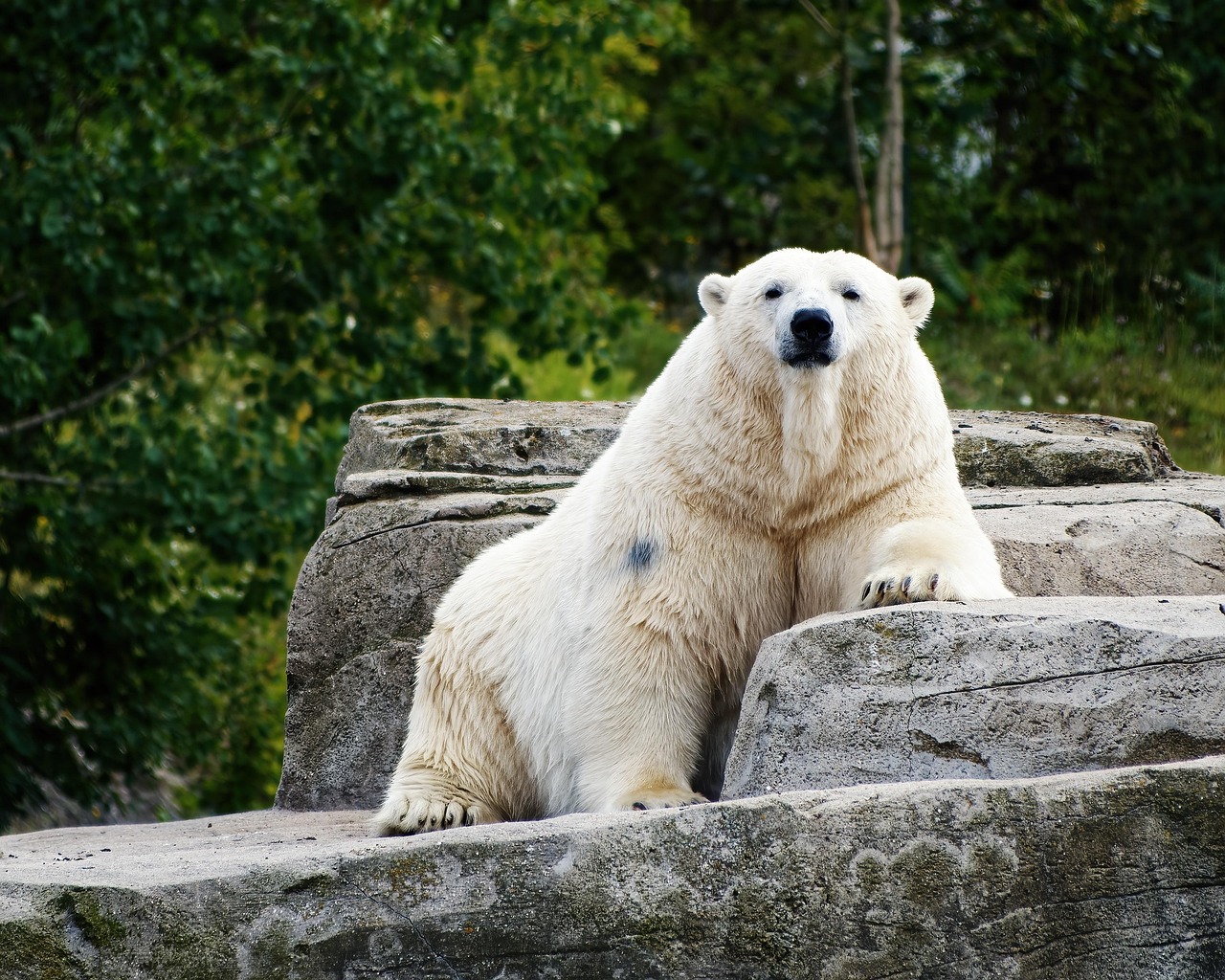 Polar Bear Zoo Rotterdam - Free photo on Pixabay - Pixabay