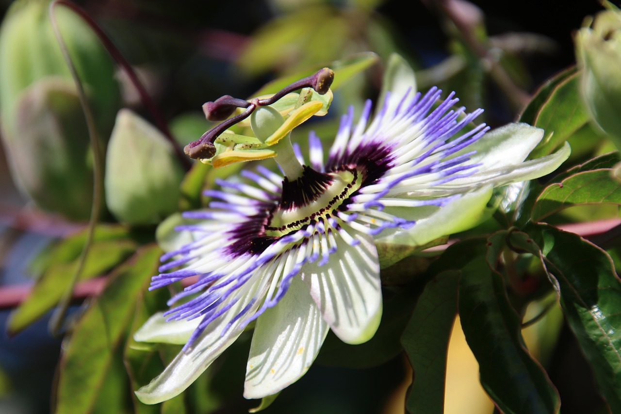 Passiflora Passion Flower Nature Free Photo On Pixabay Pixabay