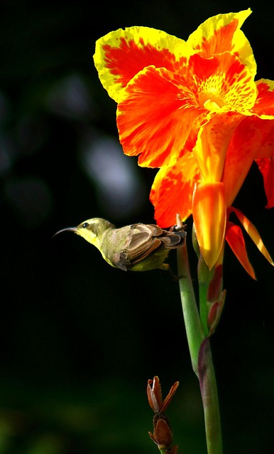 Pájaro Del Sol Naturaleza - Foto gratis en Pixabay - Pixabay