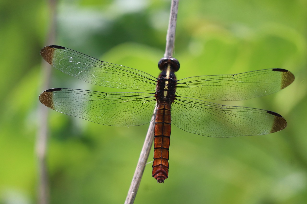 Nature Animal - Free photo on Pixabay