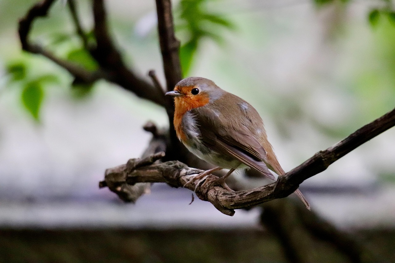 300+ darmowych obrazów z kategorii Ptaszek i Natura - Pixabay
