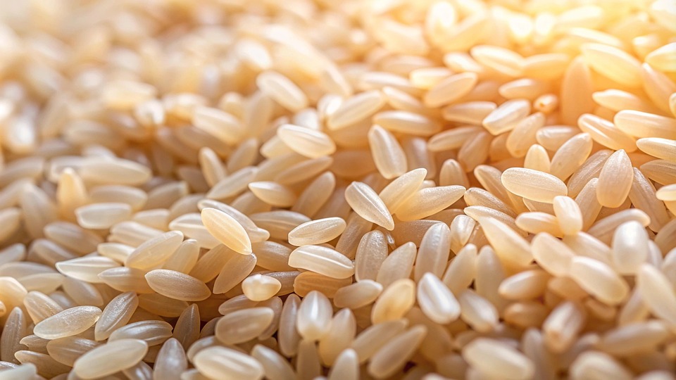 Download Rice, Nature, Agriculture. Royalty-Free Stock Illustration ...