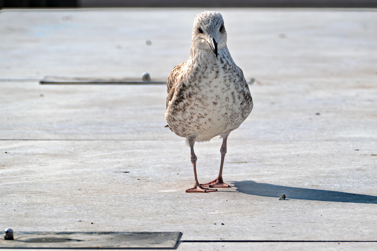 Bird Seagull Seabird - Free photo on Pixabay - Pixabay