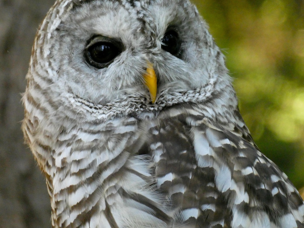 Owl Bird Animal - Free photo on Pixabay - Pixabay