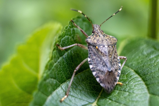 Punaisediabolique Insectes - Photo gratuite sur Pixabay - Pixabay