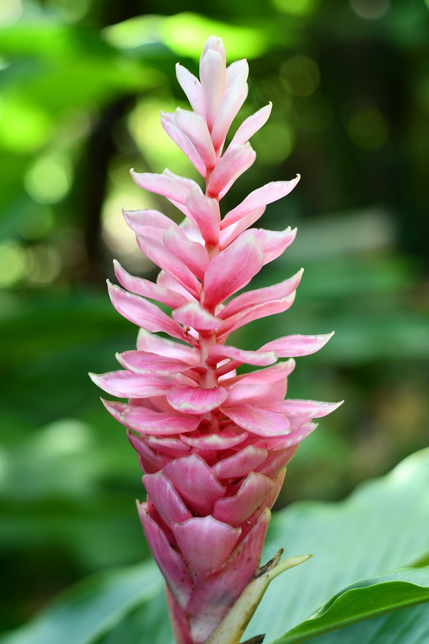 Flower Plant 4K - Free photo on Pixabay - Pixabay