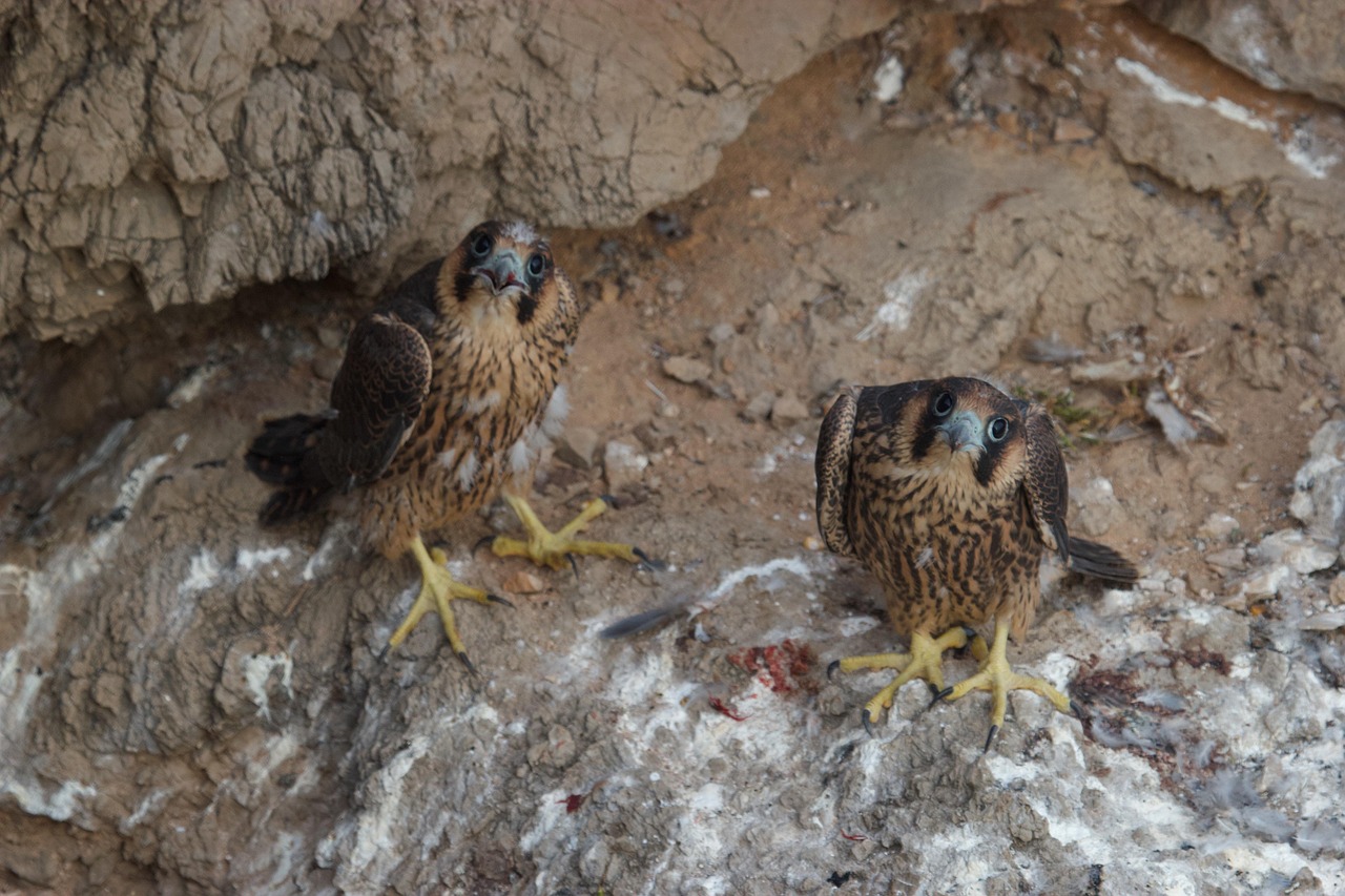 Soim Pelerin Raptorphotography - Fotografie gratuită pe Pixabay