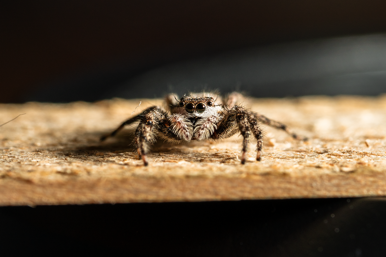 Springspinnen Insekt Spinne - Kostenloses Bild auf Pixabay - Pixabay