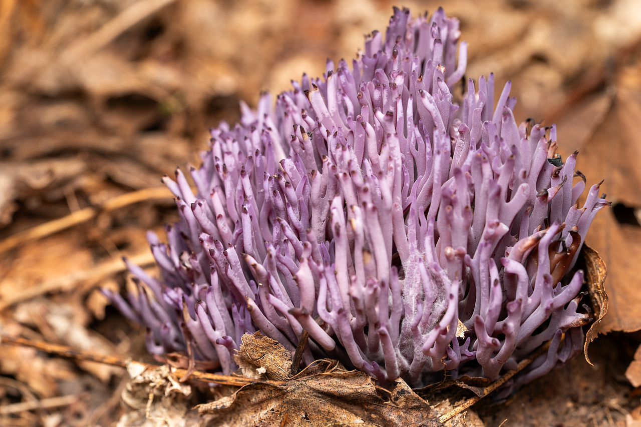 Download Clavaria Zollingeri, Violet Coral, Magenta Coral. Royalty-Free ...