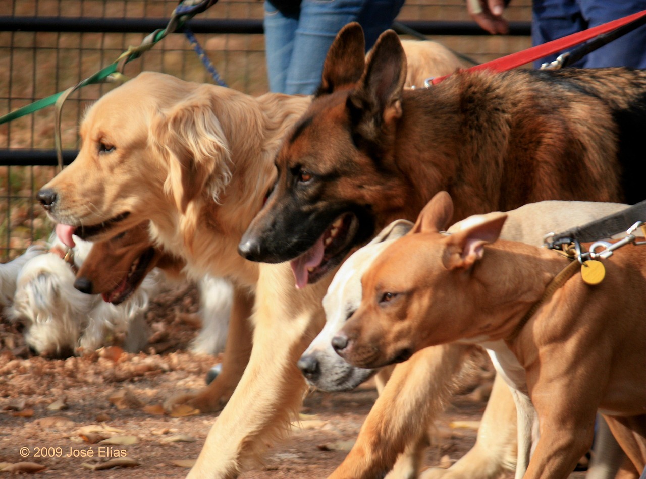 Dogs Animals - Free photo on Pixabay - Pixabay