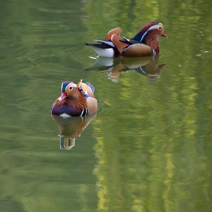 Mandarin Ducks Birds - Free photo on Pixabay