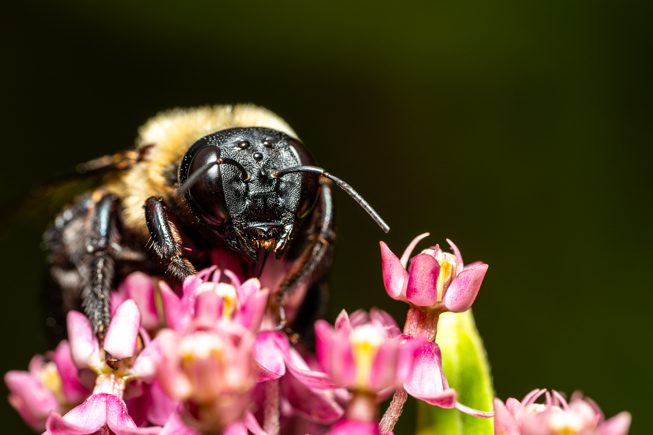 Bee Insect Nature - Free photo on Pixabay - Pixabay