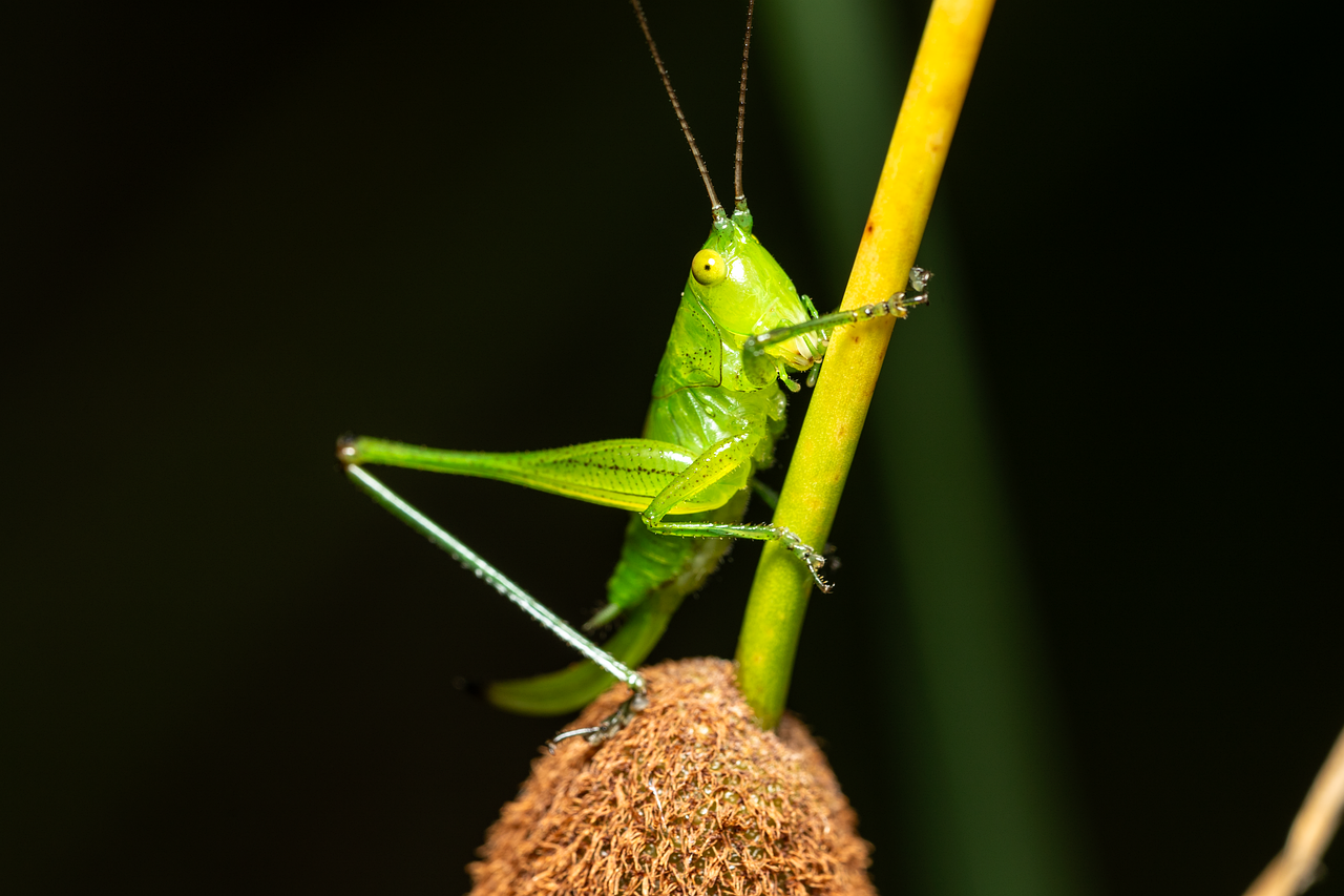 Download Grasshopper, Insect, Nature. Royalty-Free Stock Illustration ...