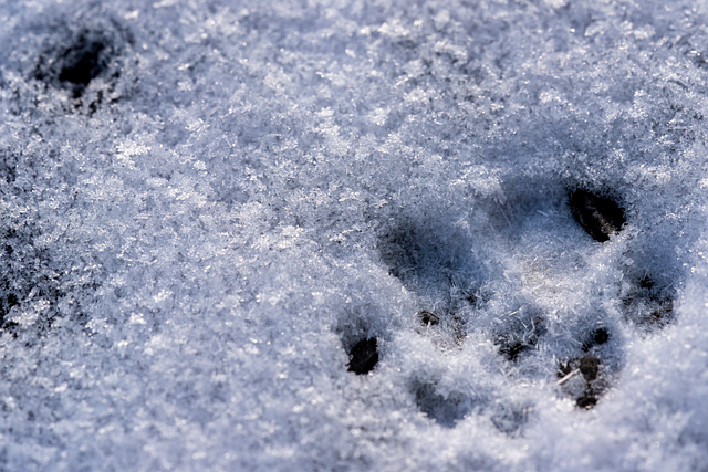Download Cat Paw, Snow, Ice. Royalty-Free Stock Illustration Image ...