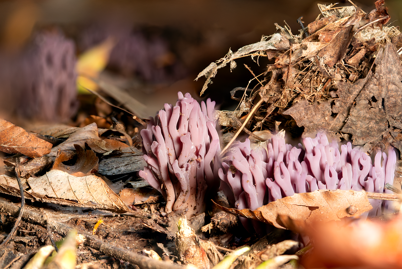 Download Clavaria Zollingeri, Violet Coral, Magenta Coral. Royalty-Free ...