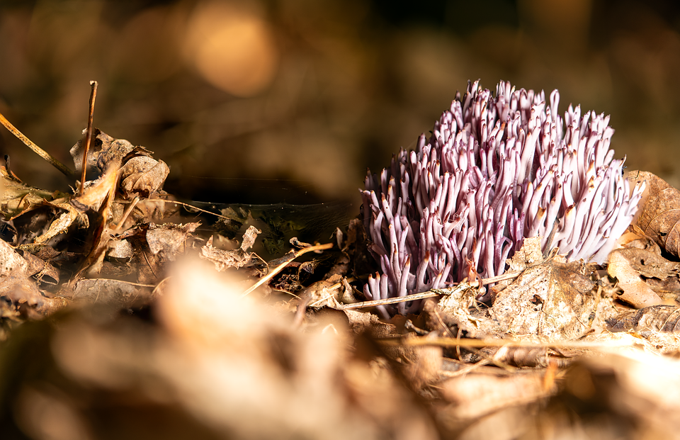 Clavaria Zollingeri Violet Coral - Free photo on Pixabay - Pixabay