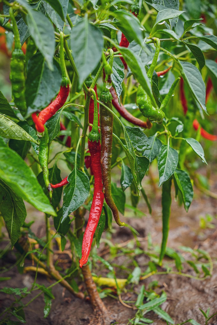 Pimenta Vegetais Comida - Foto gratuita no Pixabay
