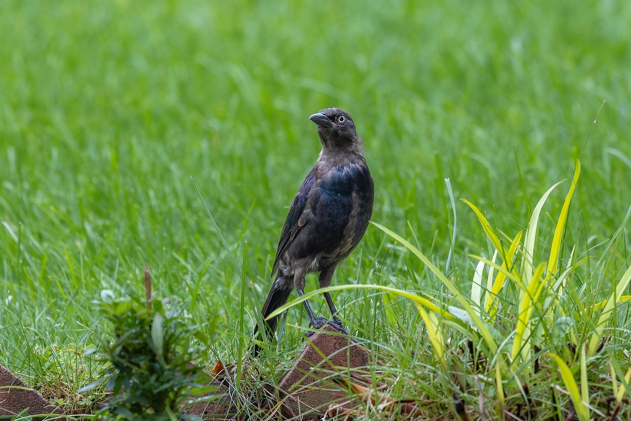 Common Grackle Bird Animal - Free photo on Pixabay