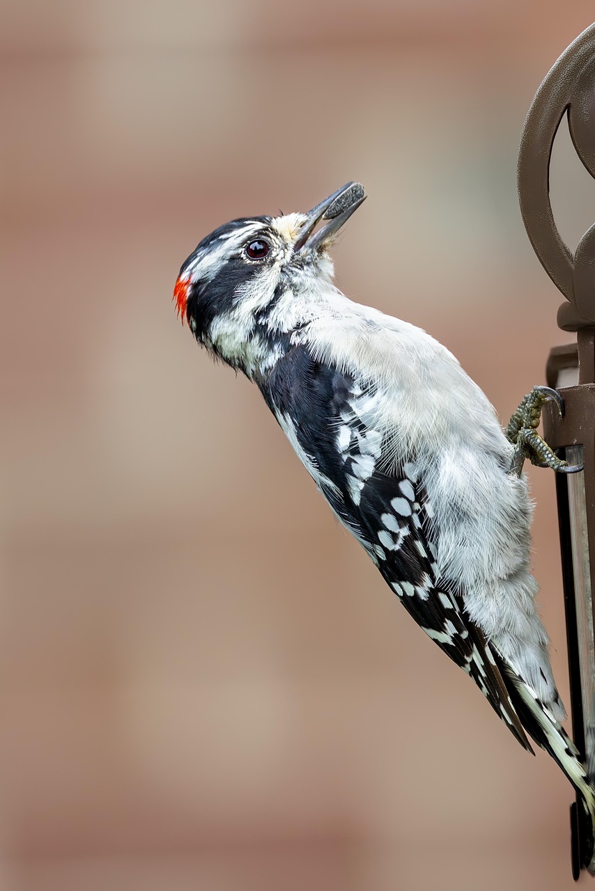 Downy Woodpecker House Finch Bird - Free photo on Pixabay - Pixabay