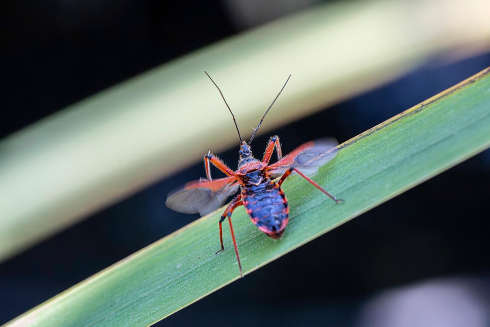 Macro Et Animal Insecte - Photo gratuite sur Pixabay - Pixabay