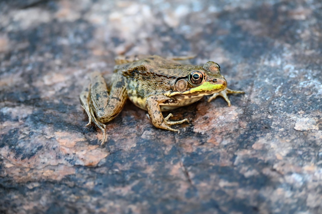 Frog Rock Nature - Free photo on Pixabay